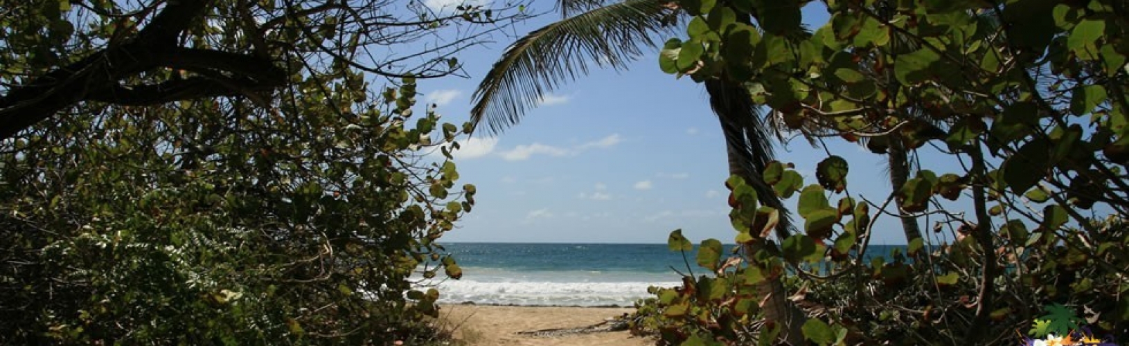 Martinique, Sud Atlantique • Plage de Anse Trabaud